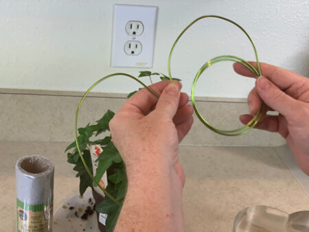 How To Make A Climbing Plant Into A Topiary Gift In Under 30 Minutes